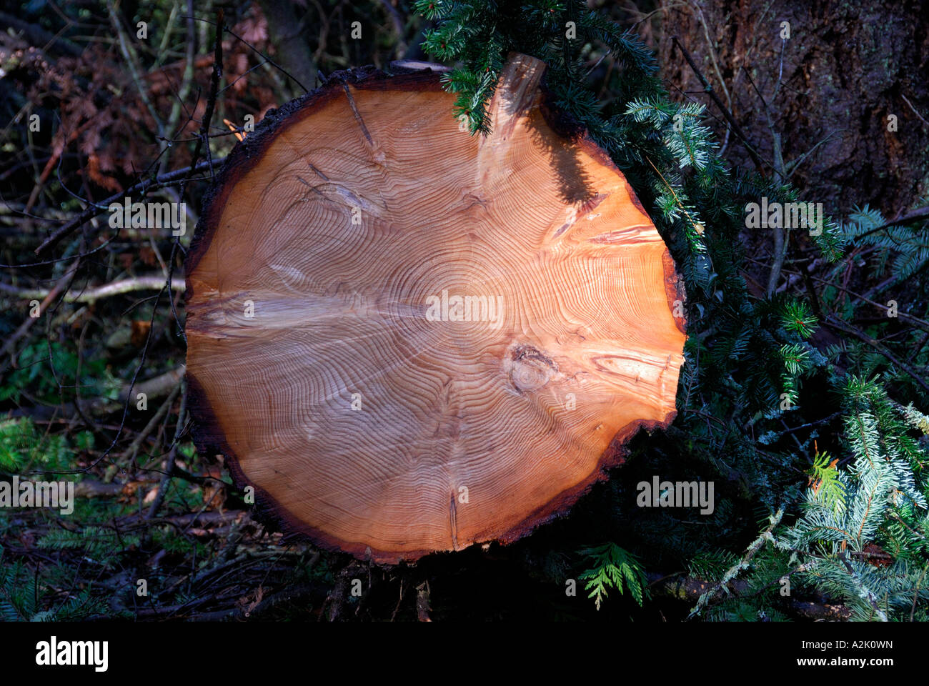 Cross section tree rings hi-res stock photography and images - Alamy