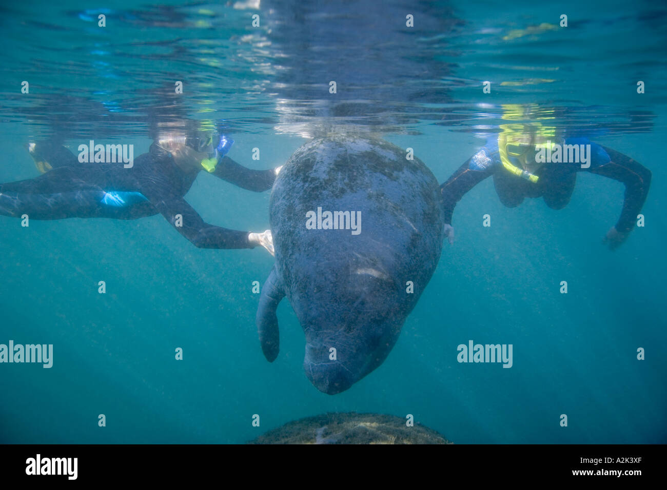 Manatee mermaid hi-res stock photography and images - Alamy