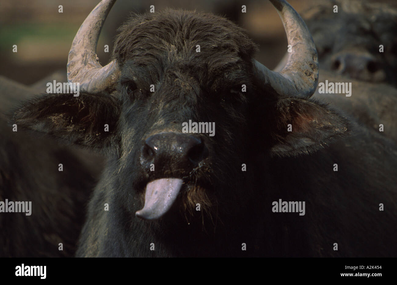 Bufala animal hi-res stock photography and images - Alamy