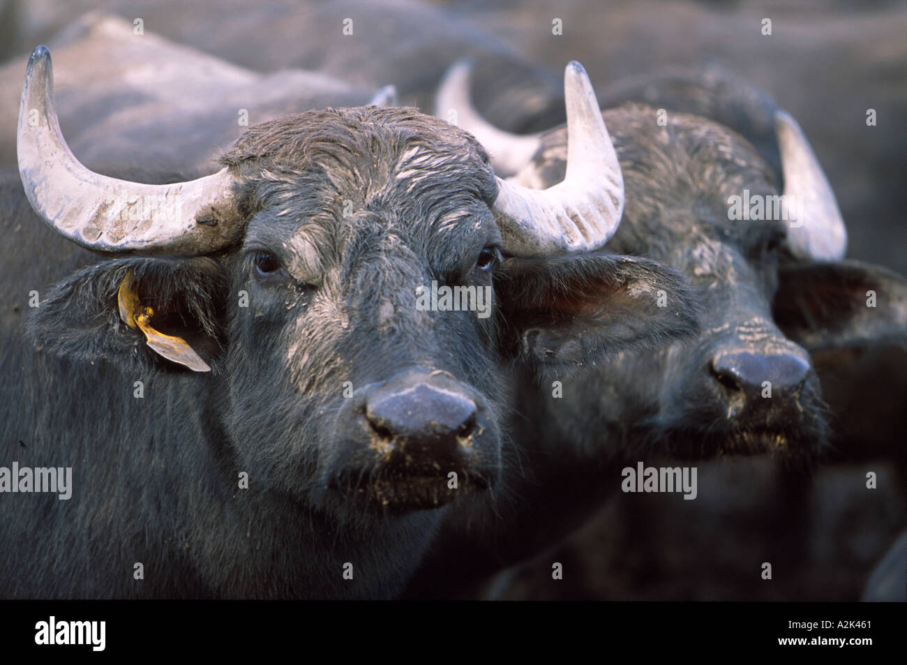 Bufala animal hi-res stock photography and images - Alamy