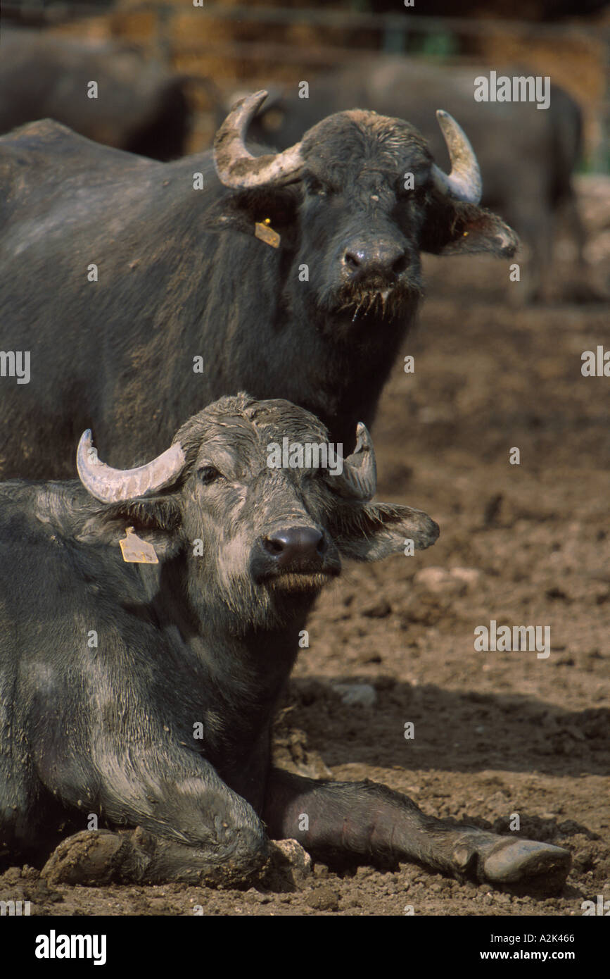 Bufale hi-res stock photography and images - Alamy