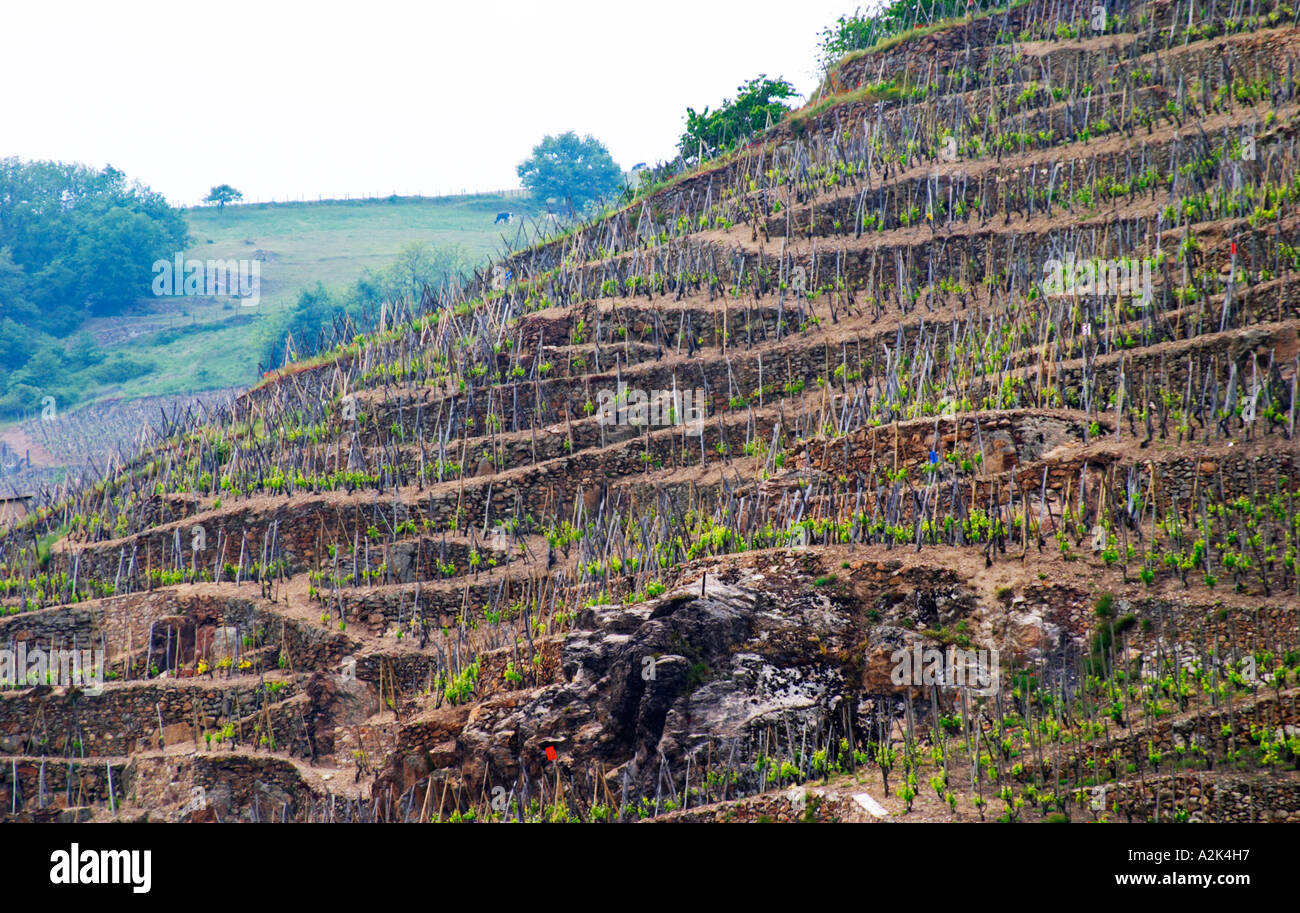 Terraced vineyards in the Cote Rotie district around Ampuis in northern ...