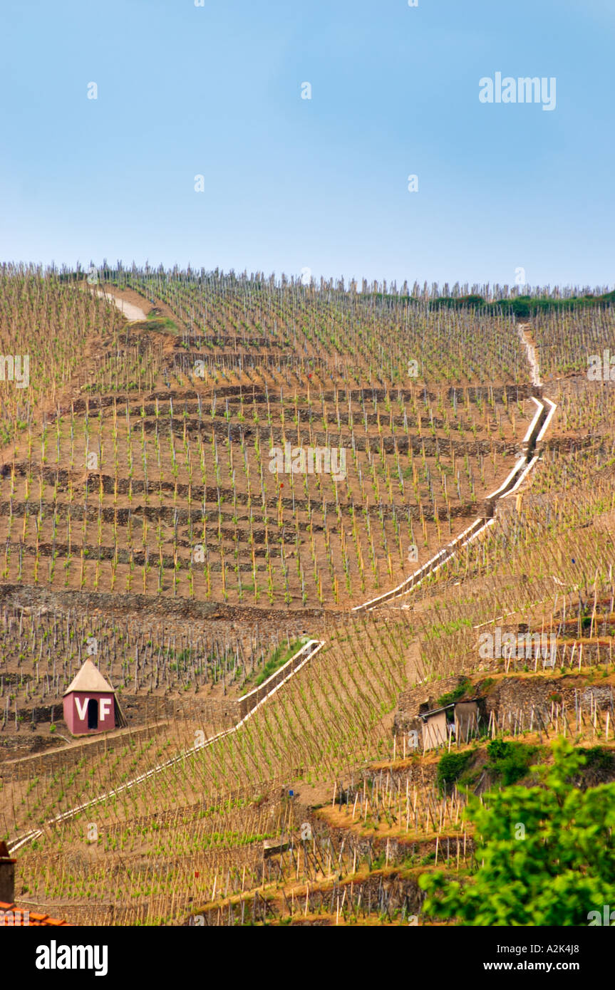 Terraced vineyards in the Cote Rotie district around Ampuis in northern ...