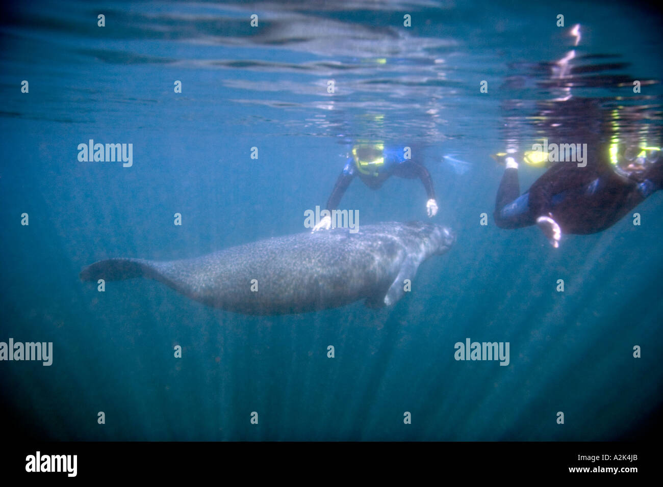 Manatee crystal river dive hi-res stock photography and images - Alamy