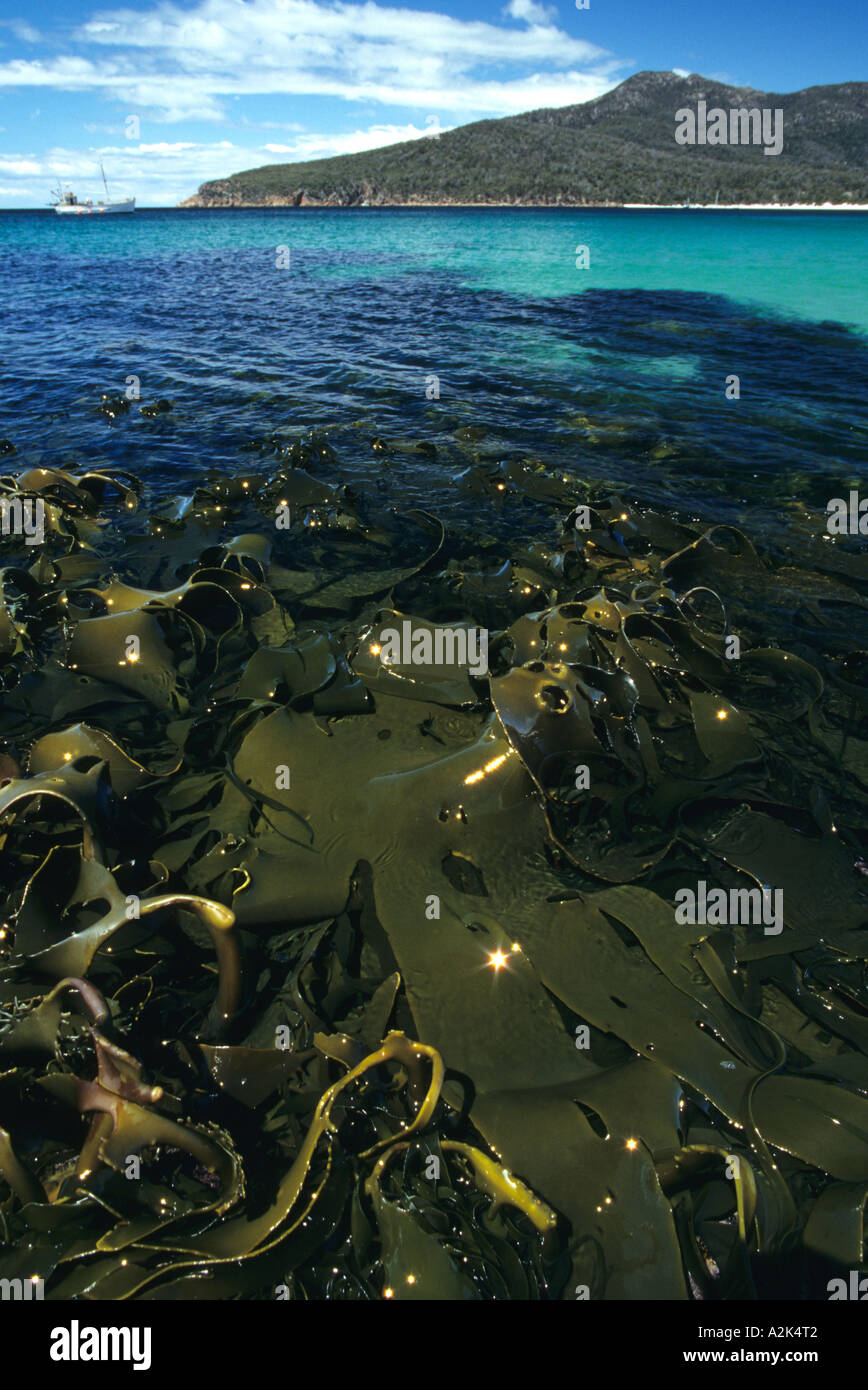 Australia, Tasmania, Kelp bed exposed at low tide in Freycinet National ...