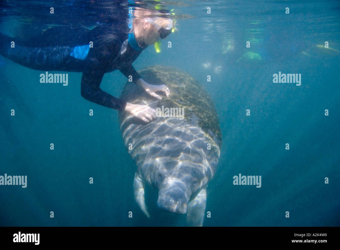 School teachers snorkeling with the Manatees at Crystal River Florida ...