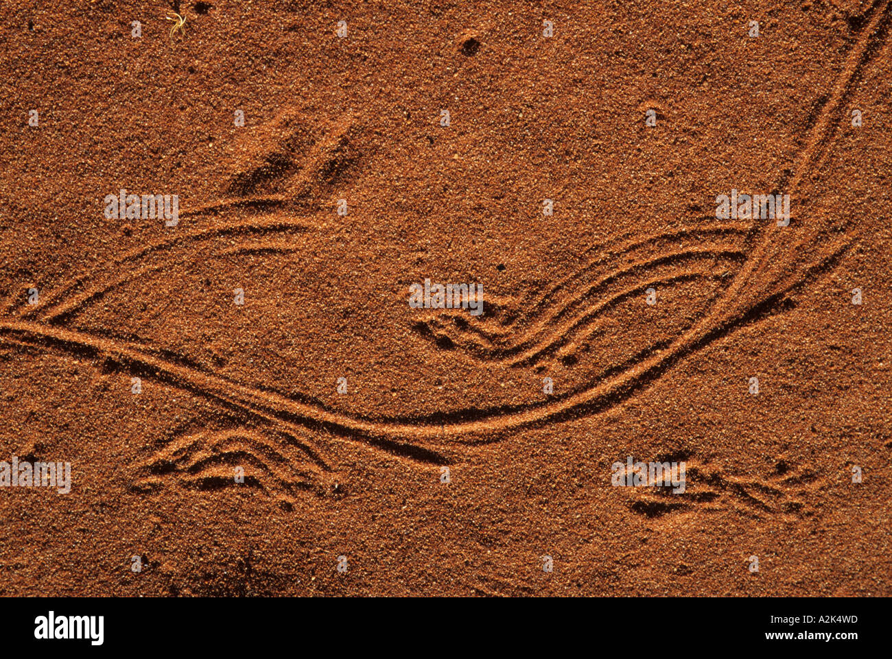 Lizard tracks in sand hi-res stock photography and images - Alamy