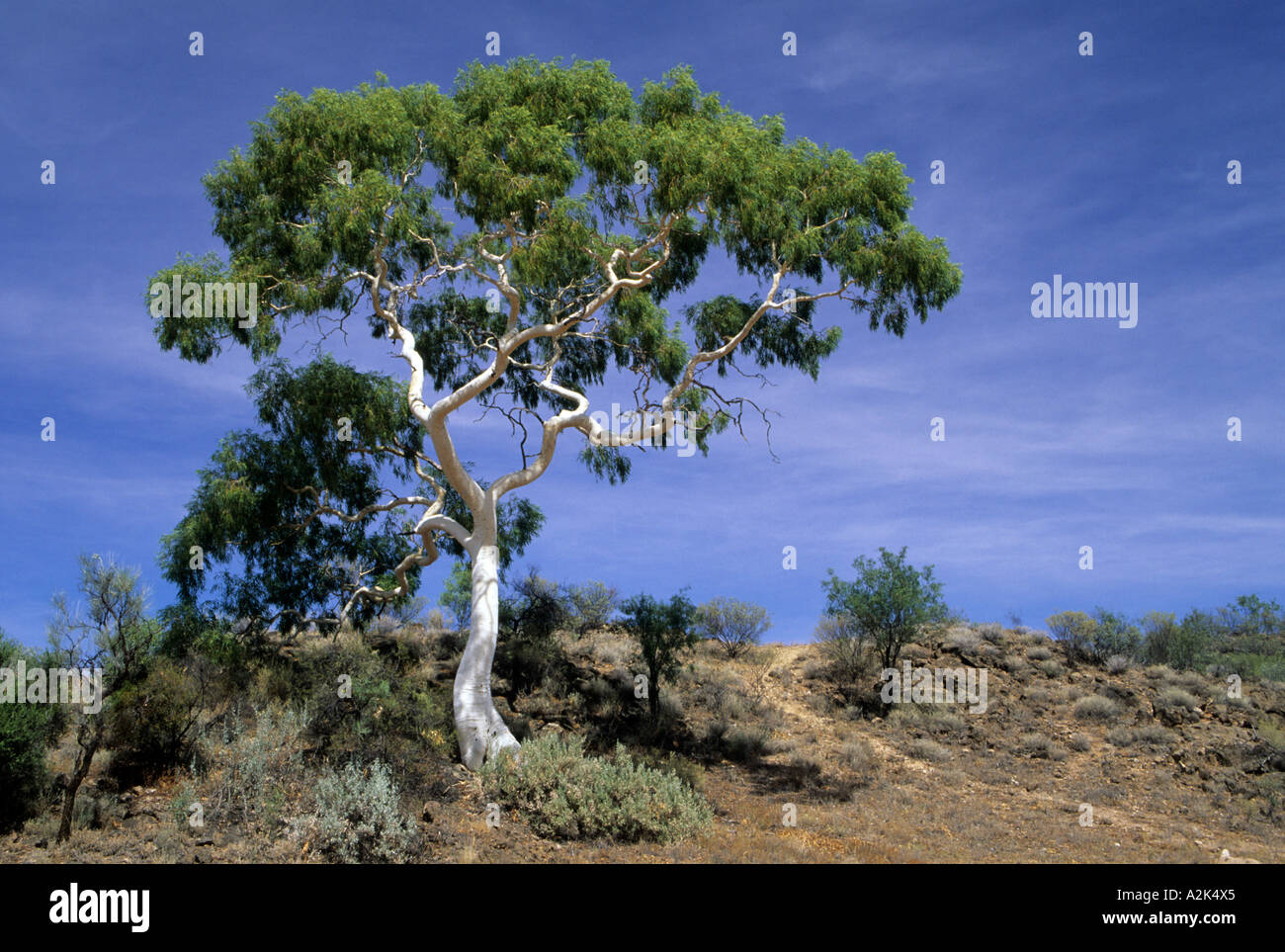 Ghost gum eucalyptus papuana hi-res stock photography and images - Alamy