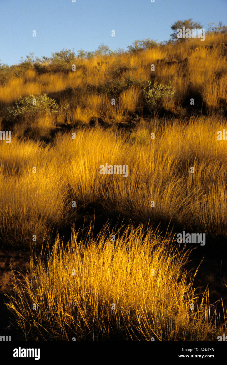 Triodia spp hi-res stock photography and images - Alamy