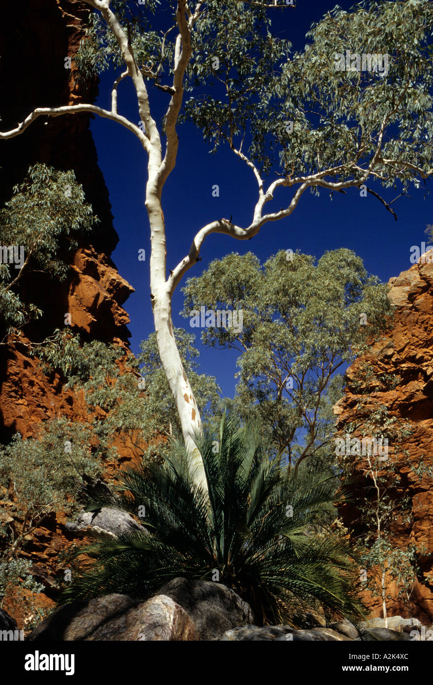 Central Australia, West Macdonnell NP, Ghost Gum Tree (Eucalypts ...