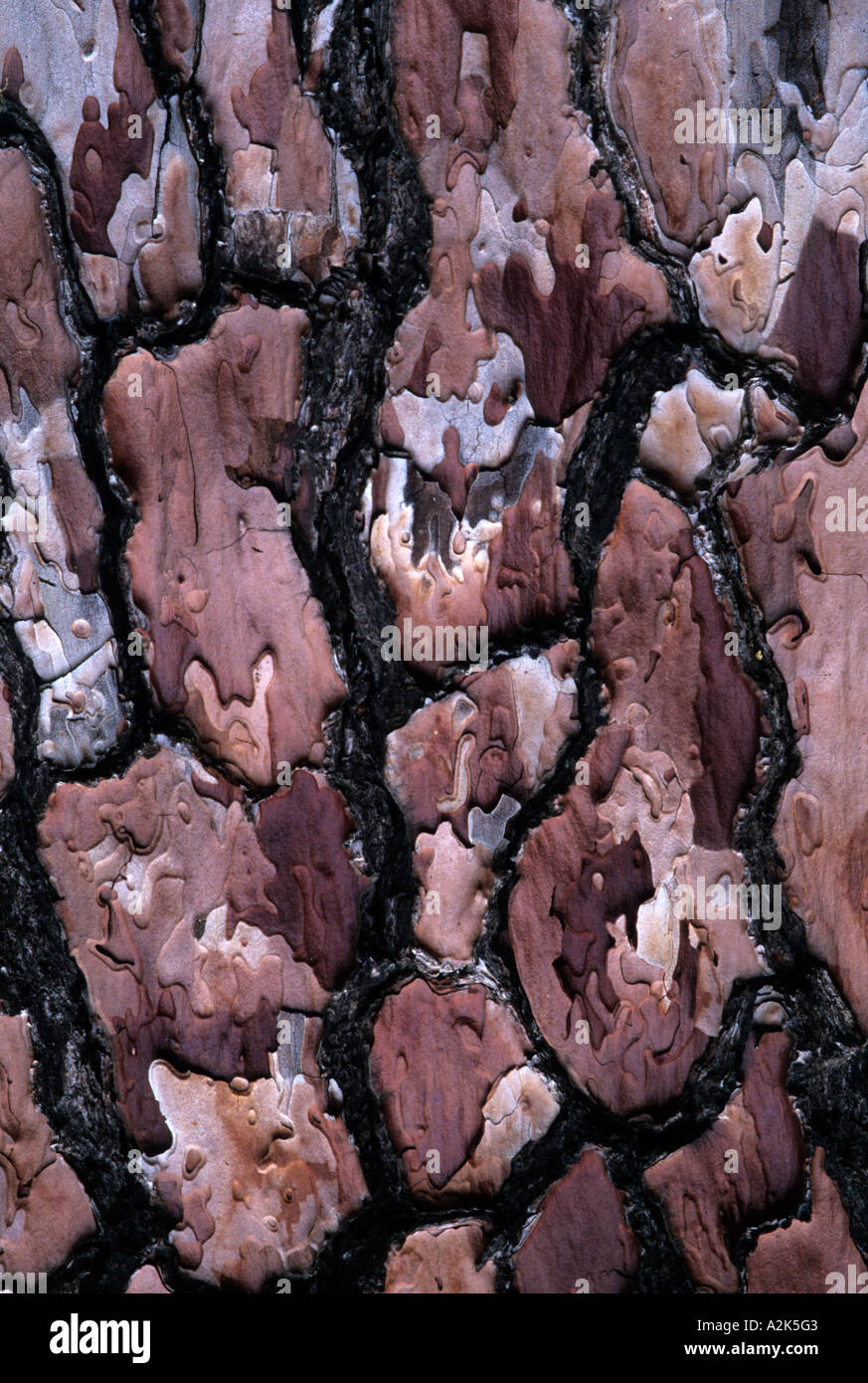 Australia, Tasmania, Bark of Maritime Pine (Pinus pinaster) tree ...