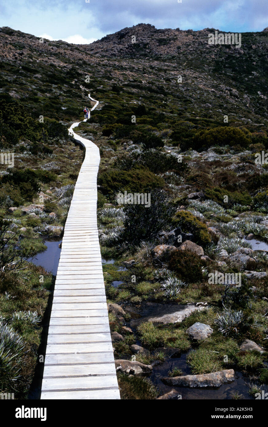 Australia, Tasmania, Boardwalk trail over soggy, fragile plants of ...