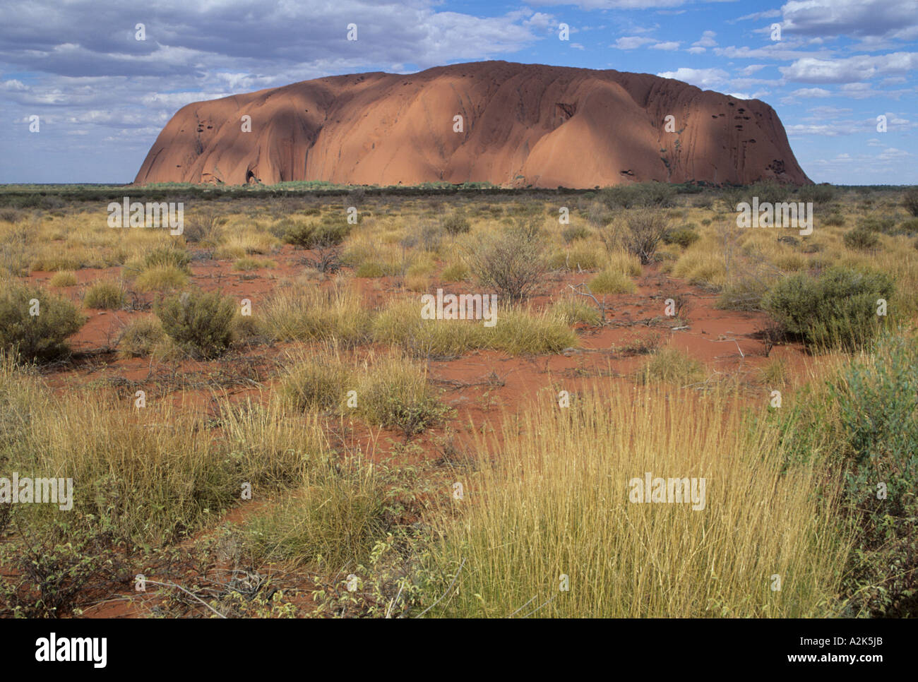 Australia, Uluru-Kata Tjuta National Park. Spininfex grass and Uluru ...