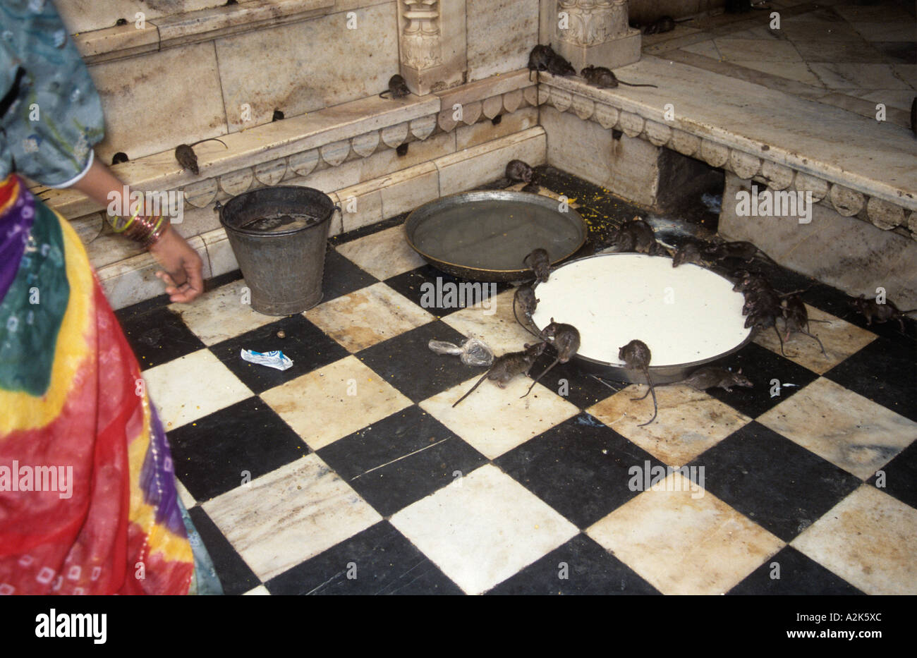 India, Rats are worshipped at this temple near Bikaner, Rajasthan Stock ...