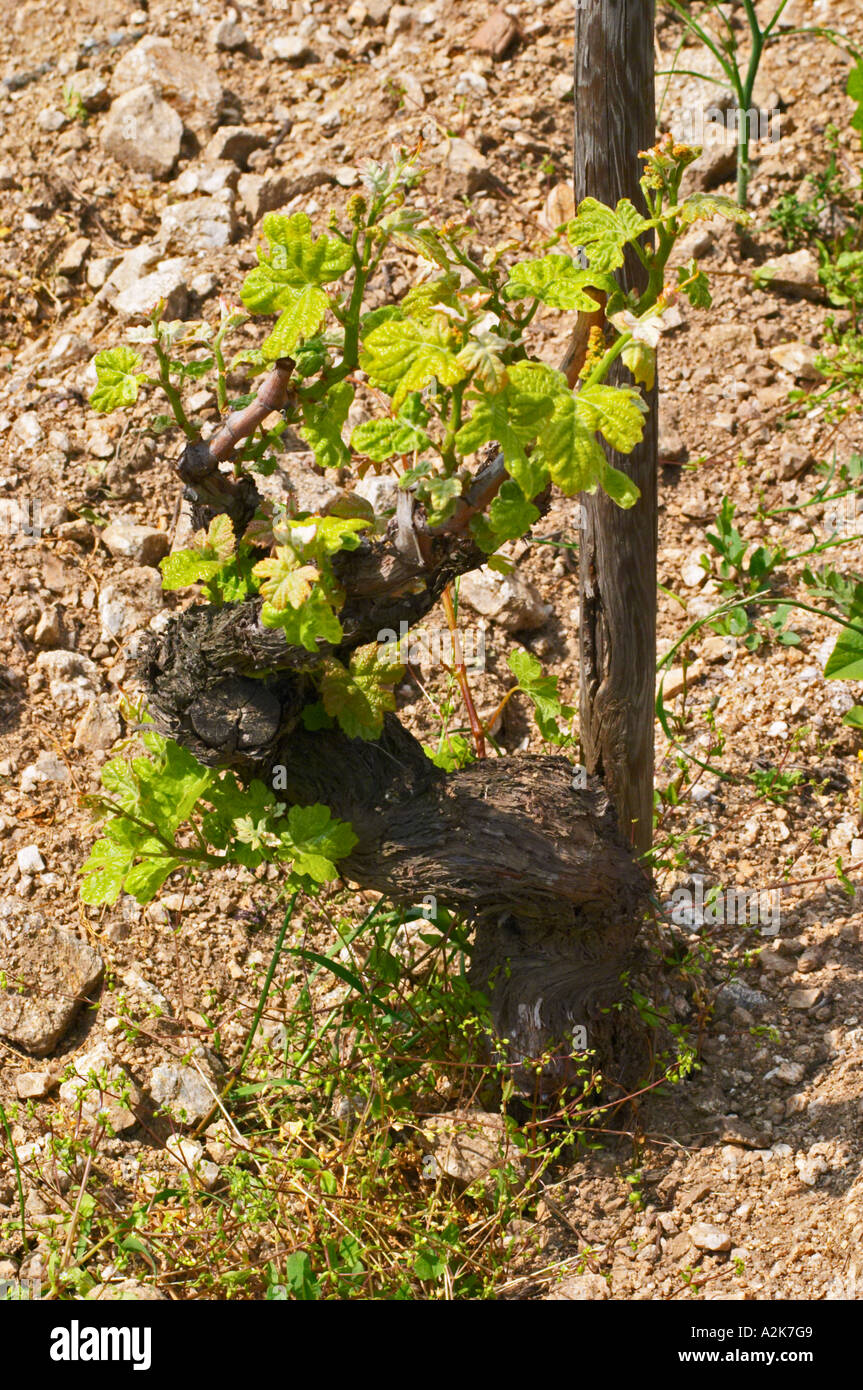 Vineyard on sandy soil hi-res stock photography and images - Alamy