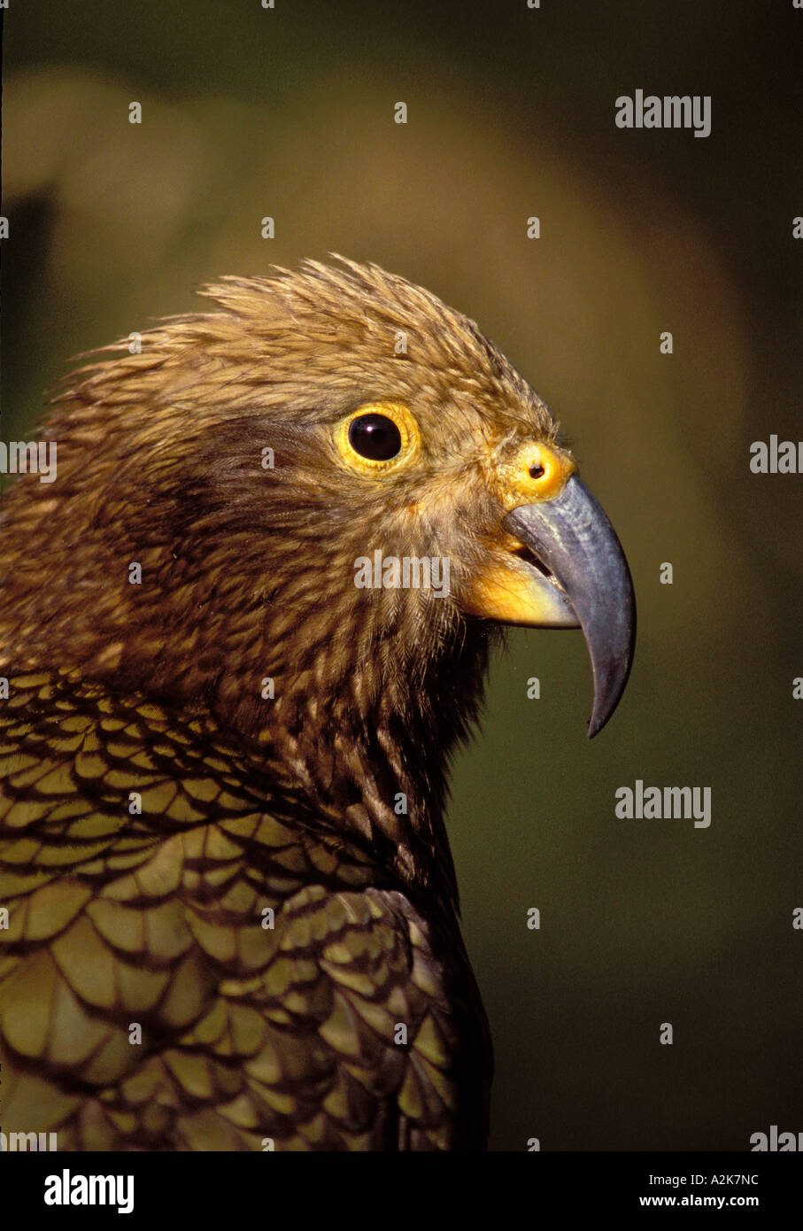 New Zealand, South Island, Fiordland National Park, Doubtful Sound, Kea ...