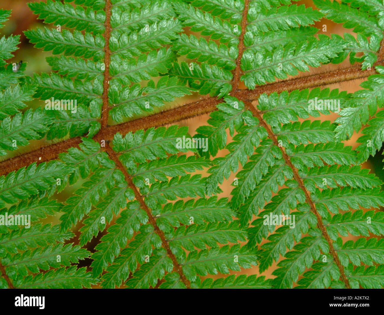 Nz fern hi-res stock photography and images - Alamy