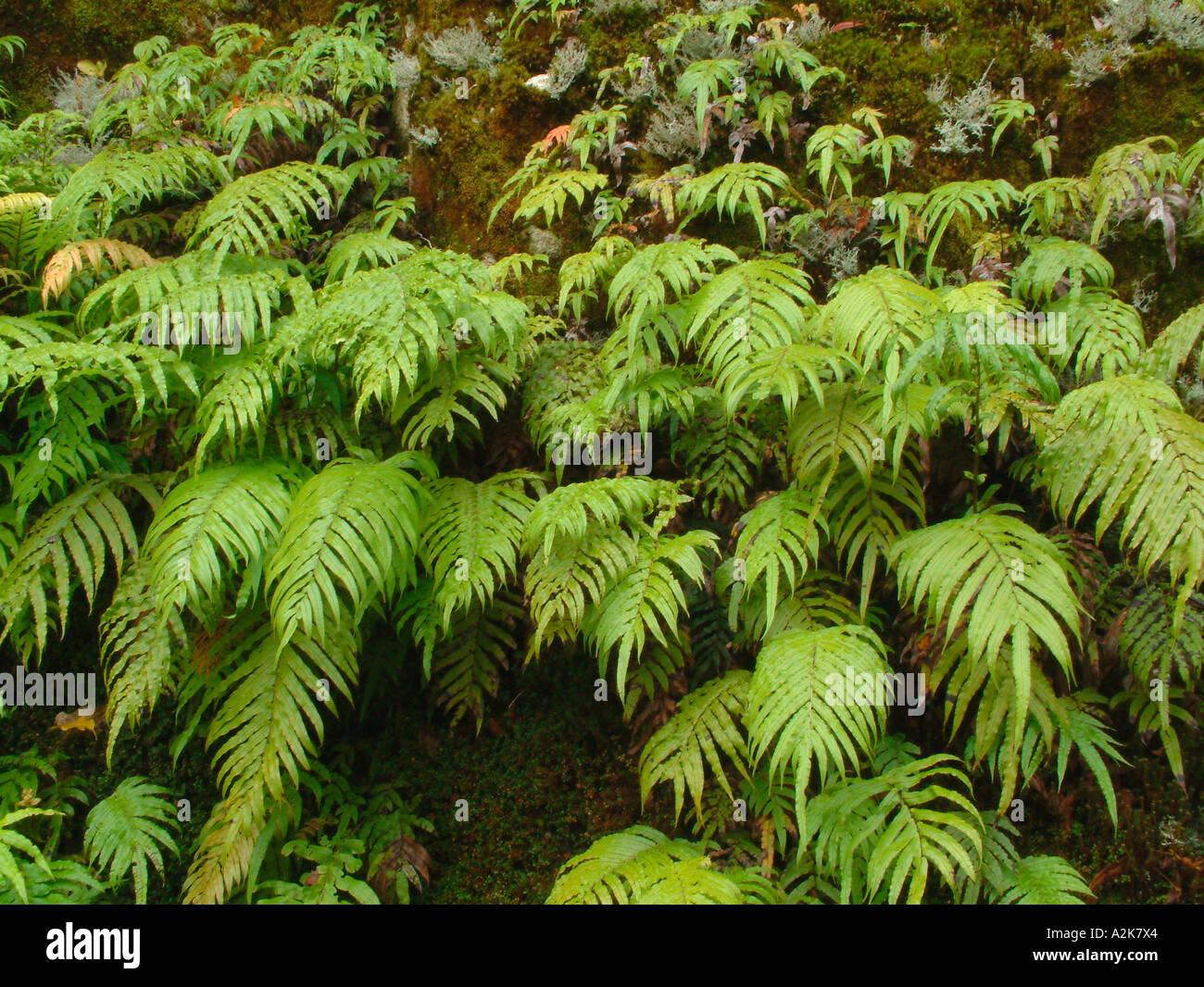 New Zealand. Ferns growing from bank Stock Photo - Alamy