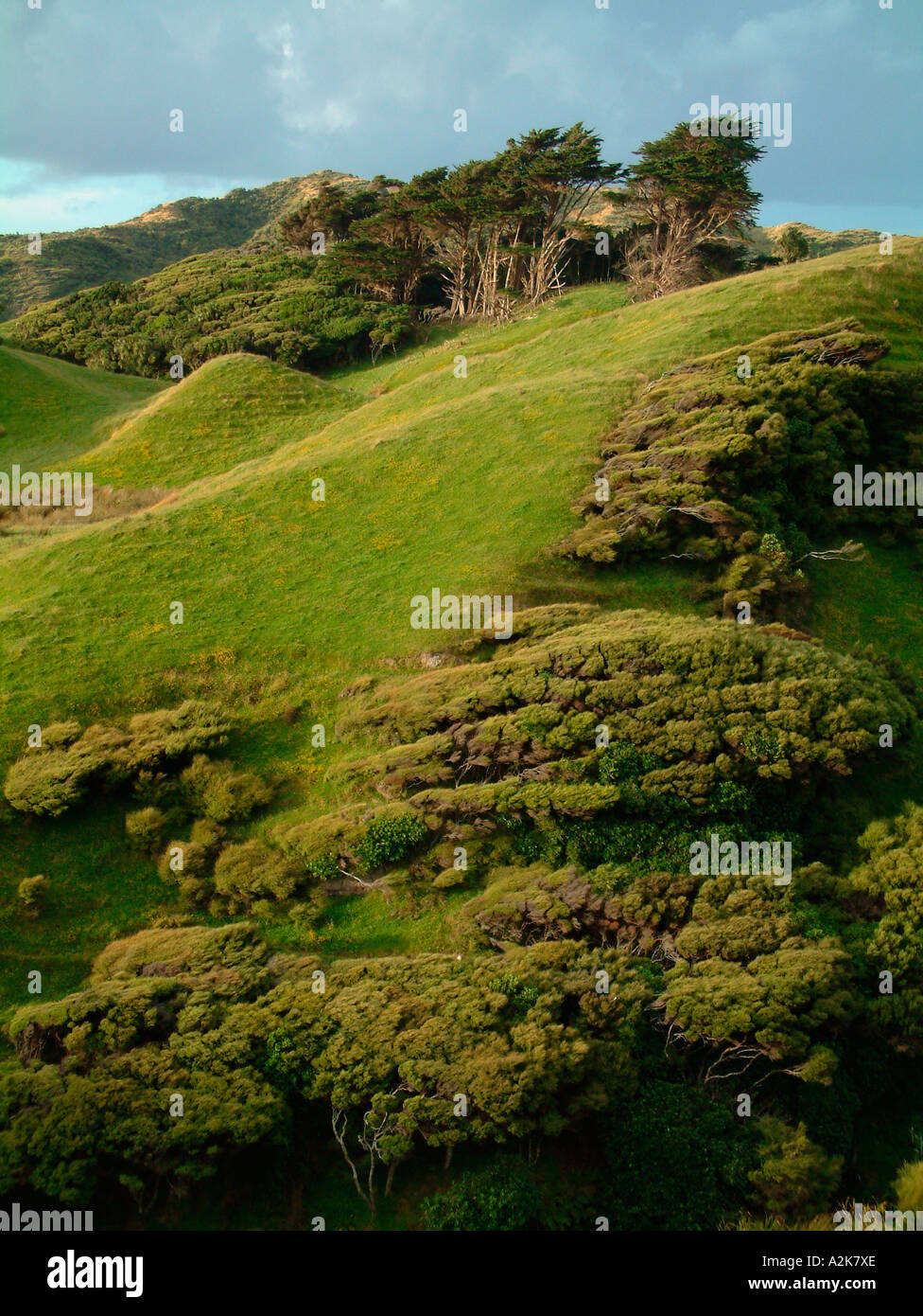 NZ, Cape Farewell. Trees Stock Photo - Alamy