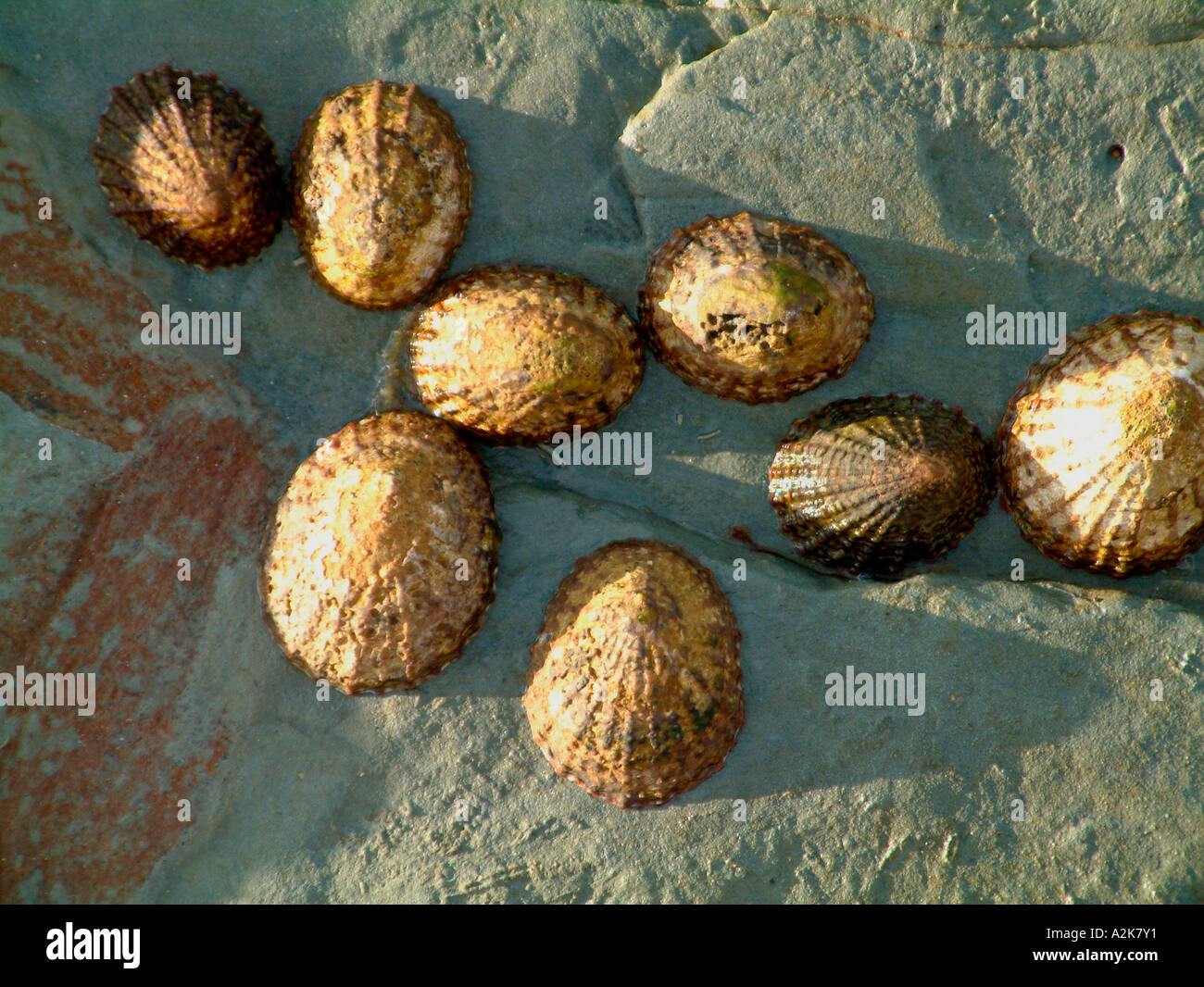 NZ. Wildlife. Chitons on Rock Stock Photo - Alamy