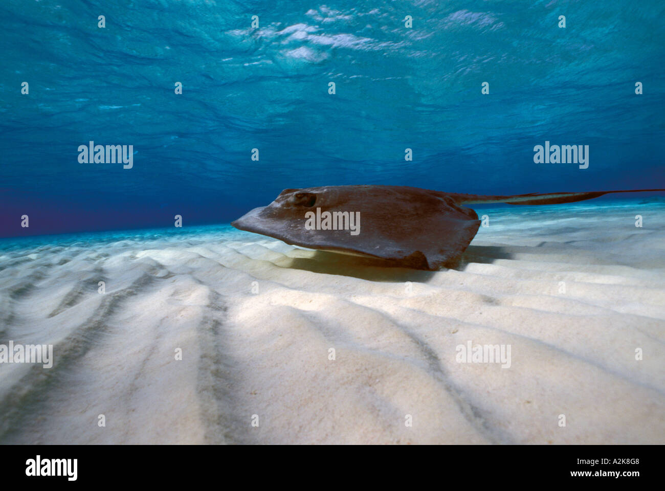 Caribbean, Cayman Island. Stingray Stock Photo - Alamy