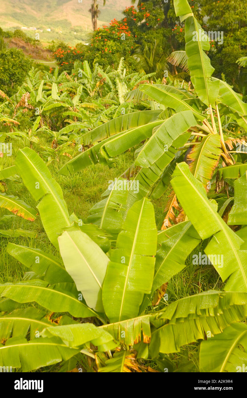 BARBADOS, St. Joseph Parish, Tropical Vegetation Stock Photo - Alamy