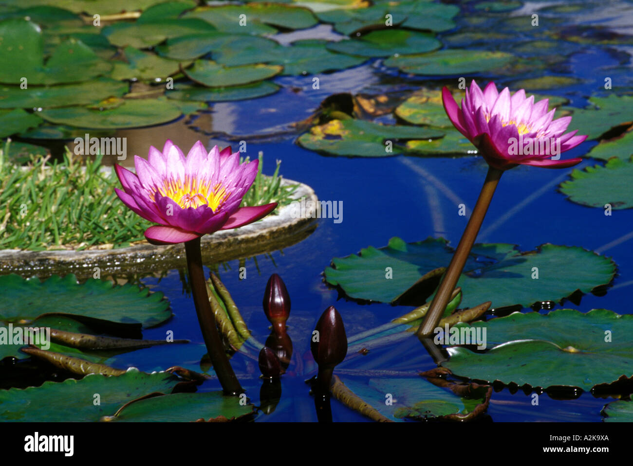 Caribbean, Bermuda, Devonshire Parish, Palm Grove Gardens. Water ...
