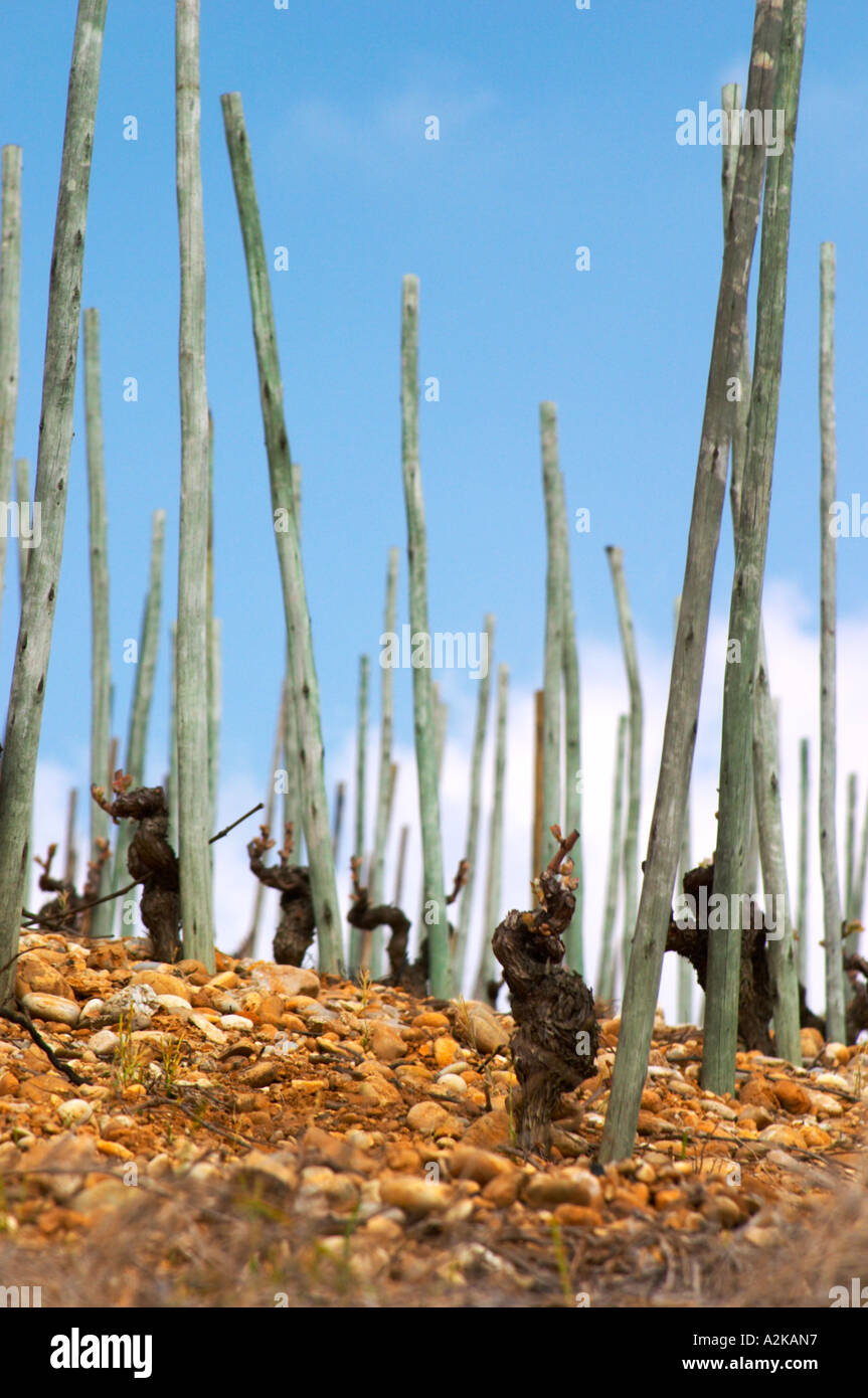 Worm soil sandy hi-res stock photography and images - Alamy