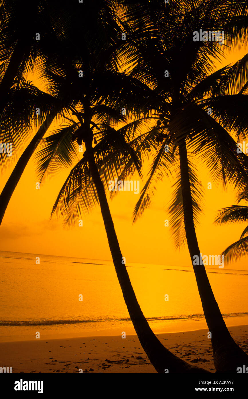Colorful yellow sunset and palm trees at ocean in San Juan Puerto Rico ...