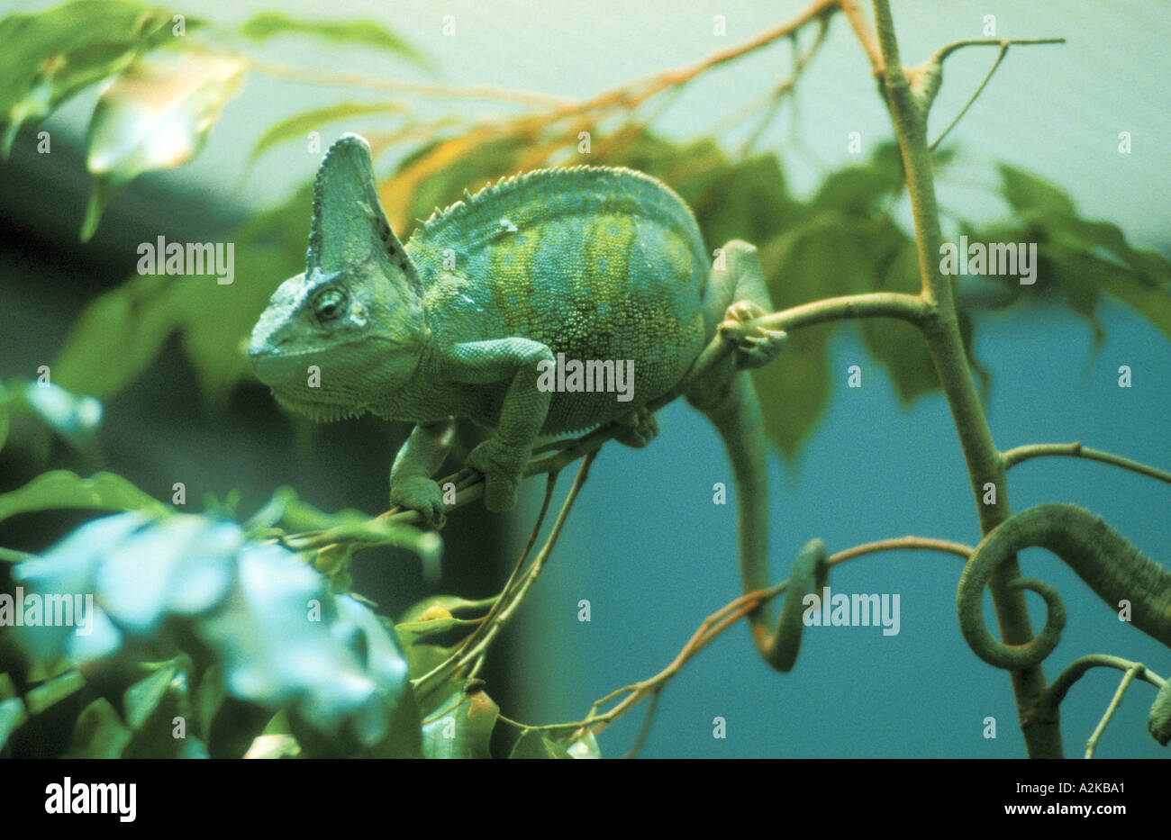 Yemen and italy hi-res stock photography and images - Alamy