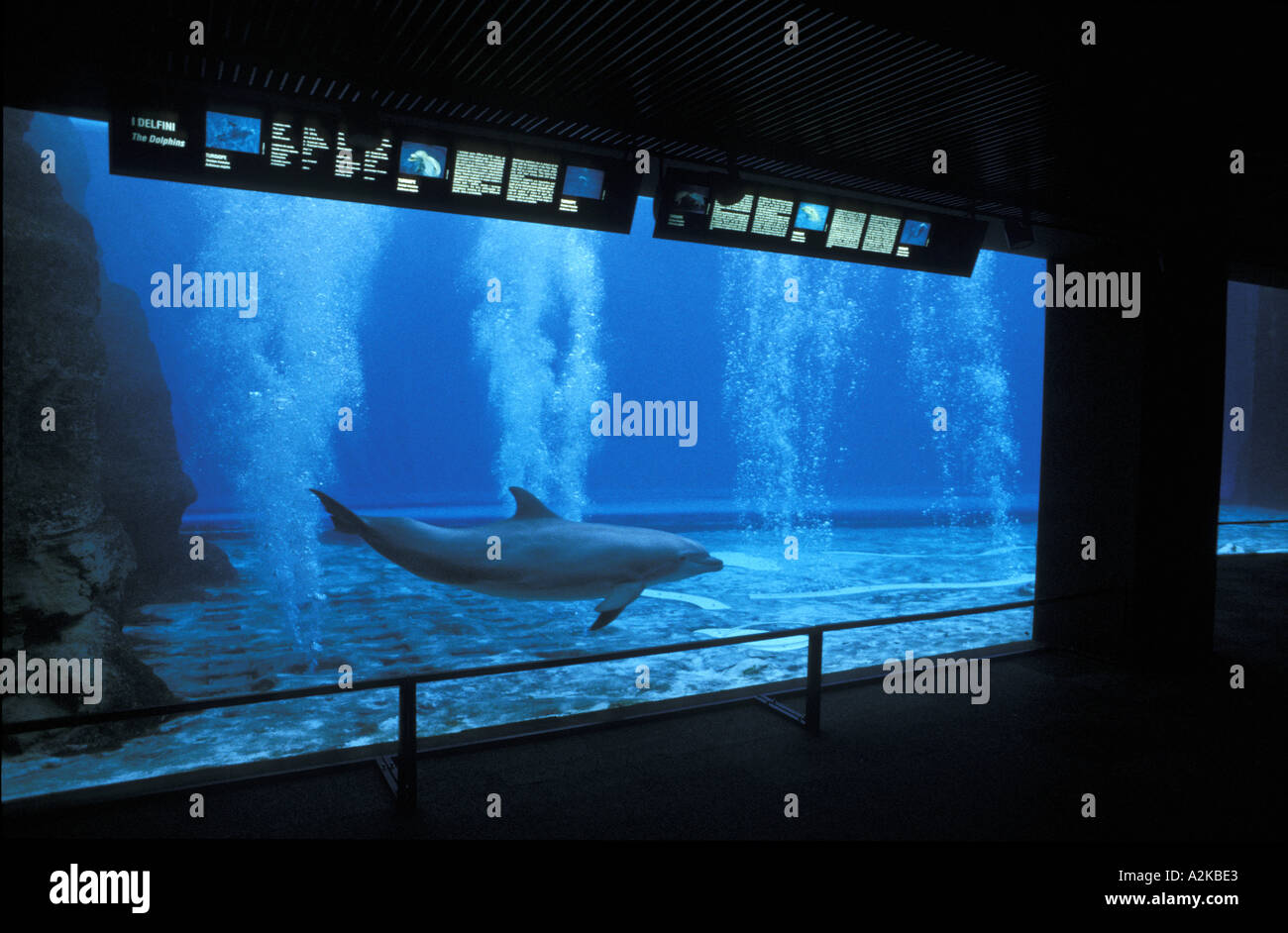 Dolphin tank hi-res stock photography and images - Alamy