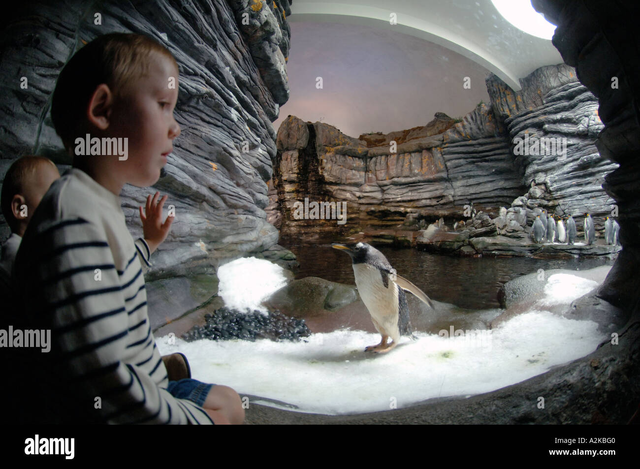 Penguin House Oceanopolis Brest Britanny France EU Stock Photo - Alamy