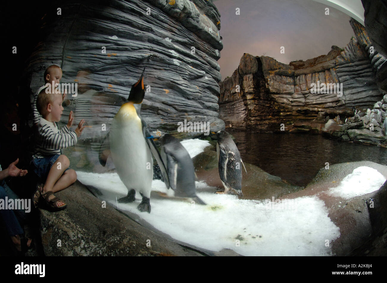 Penguin House Oceanopolis Brest Britanny France EU Stock Photo - Alamy