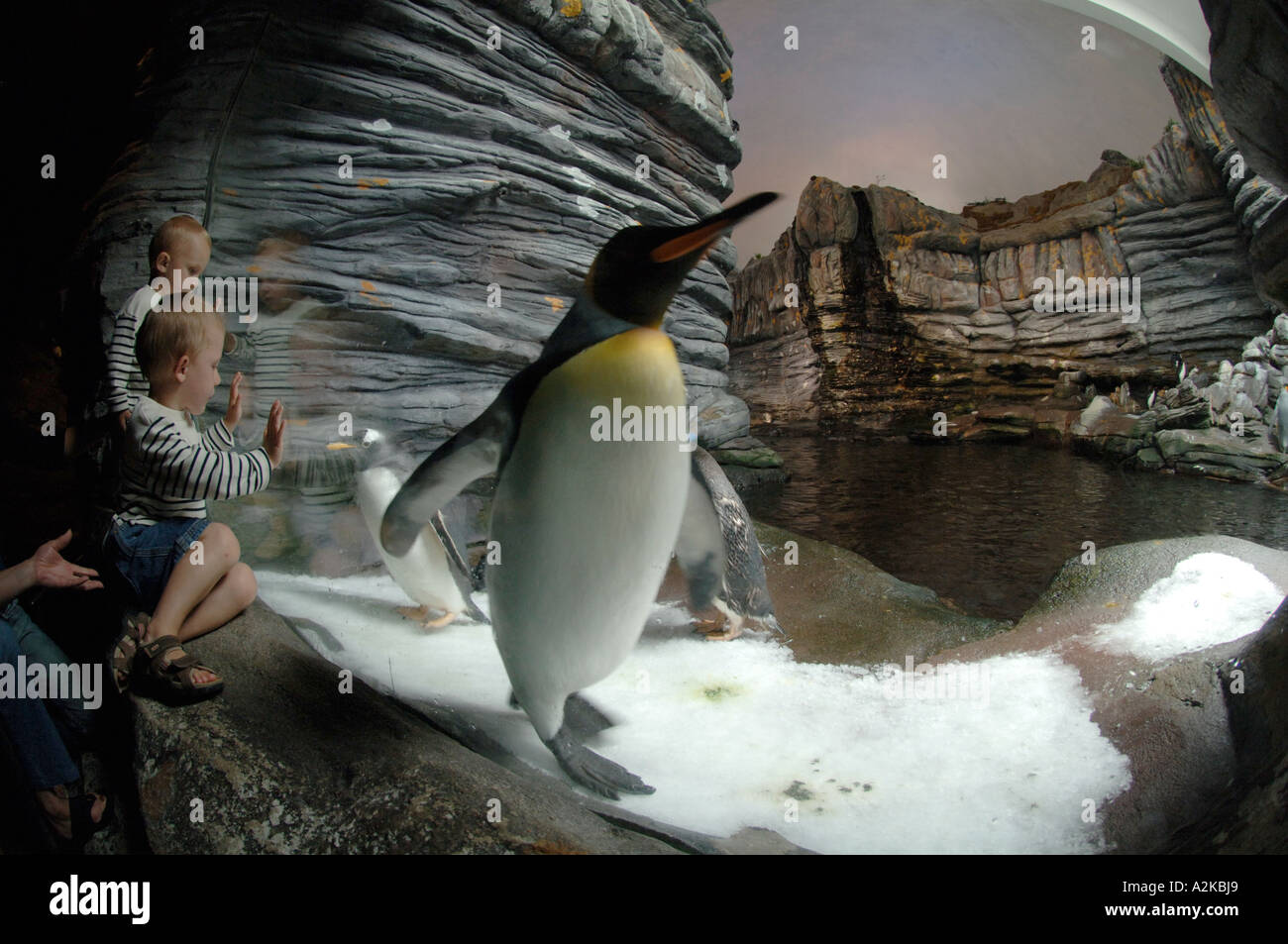 Penguin House Oceanopolis Brest Britanny France EU Stock Photo - Alamy