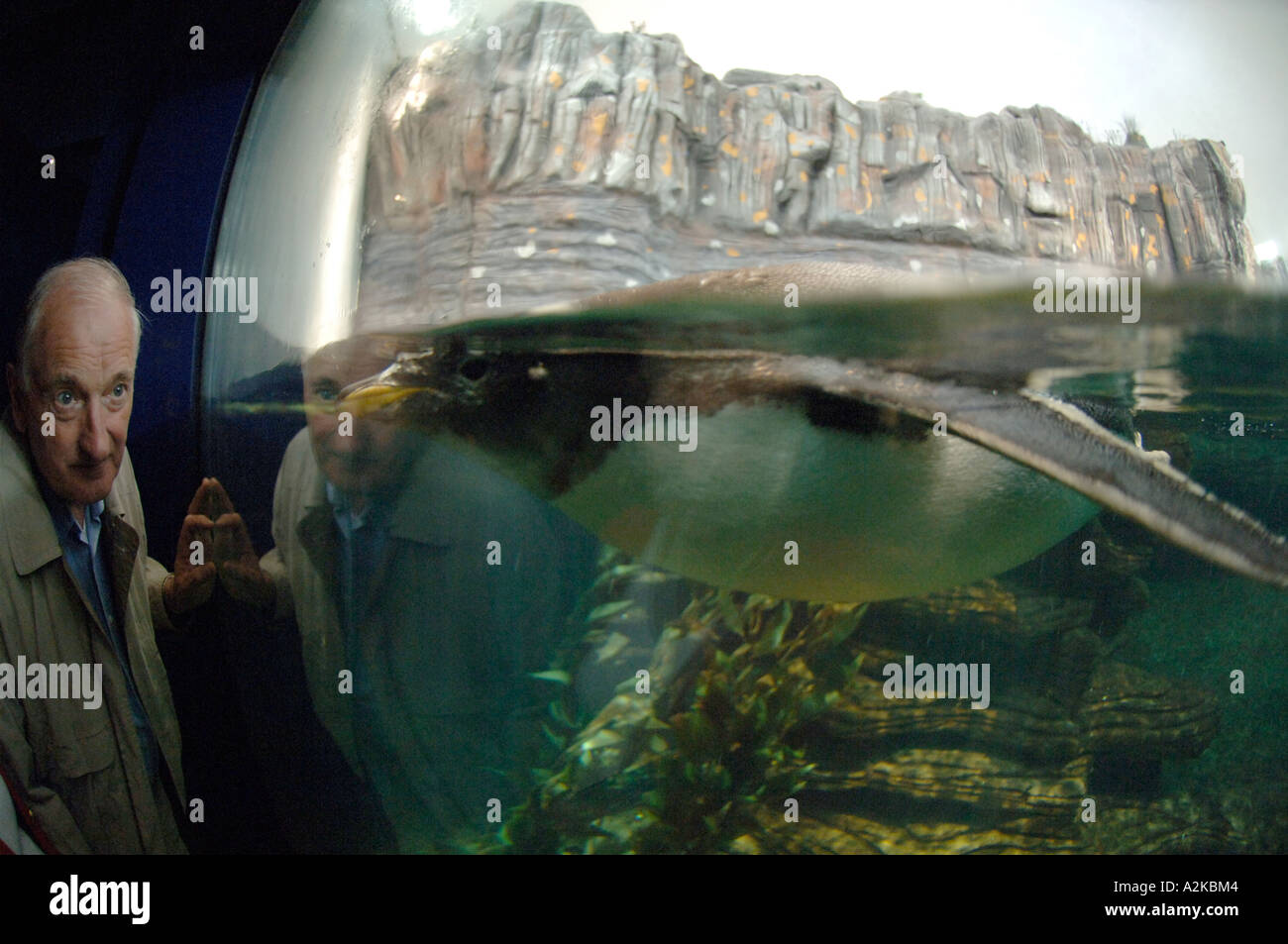 Penguin House Oceanopolis Brest Britanny France EU Stock Photo - Alamy