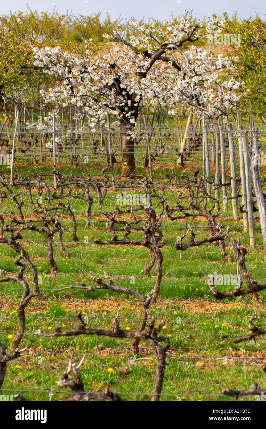 See blanche spur hi-res stock photography and images - Alamy