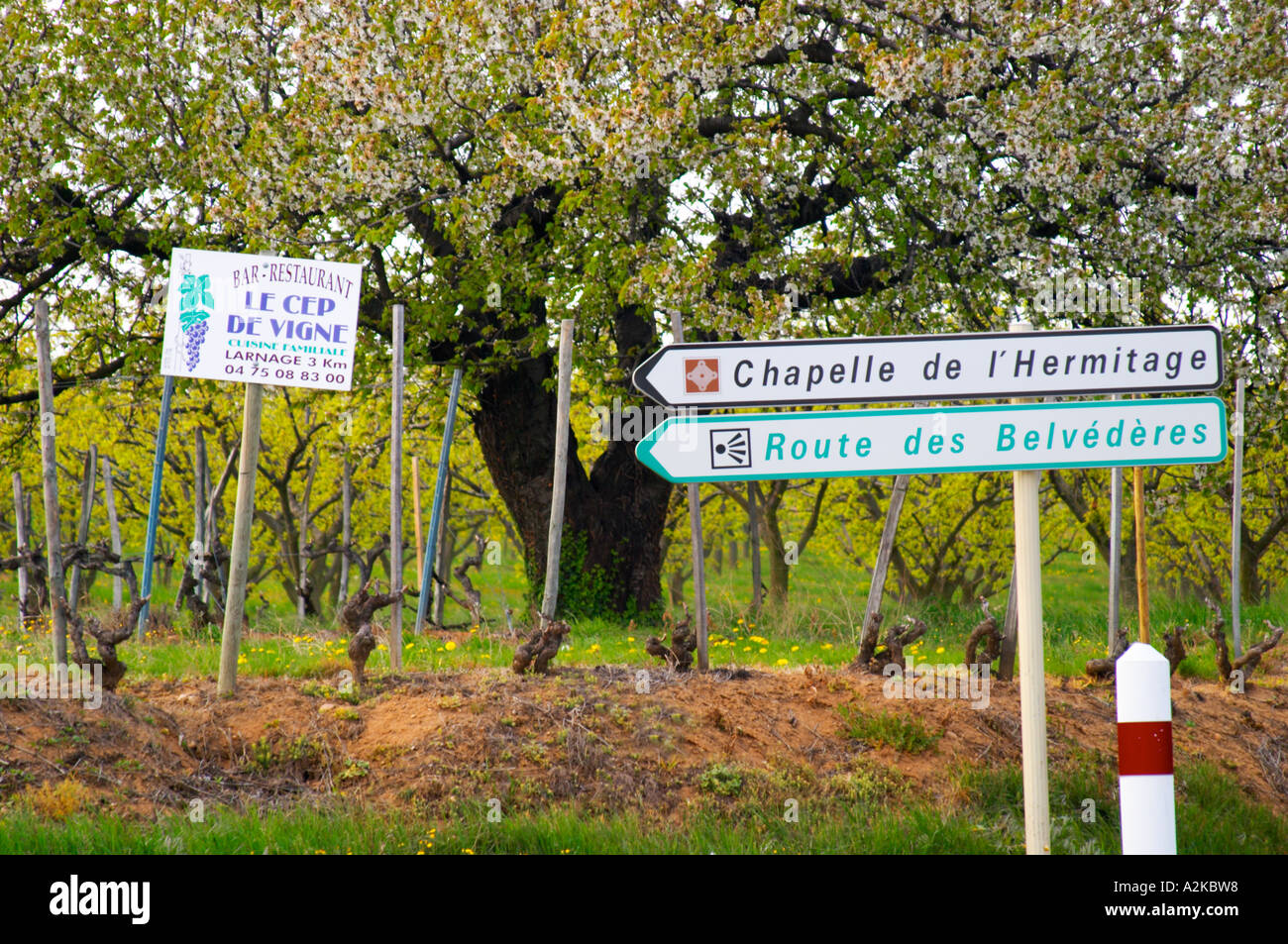 A tree in flower with some vines and road signs pointing to the chapel ...