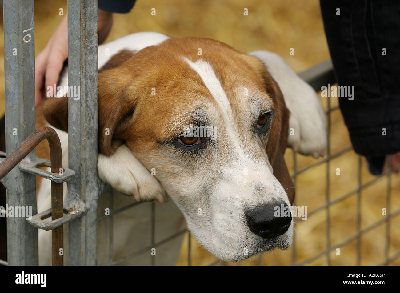 Miserable dog hi-res stock photography and images - Alamy