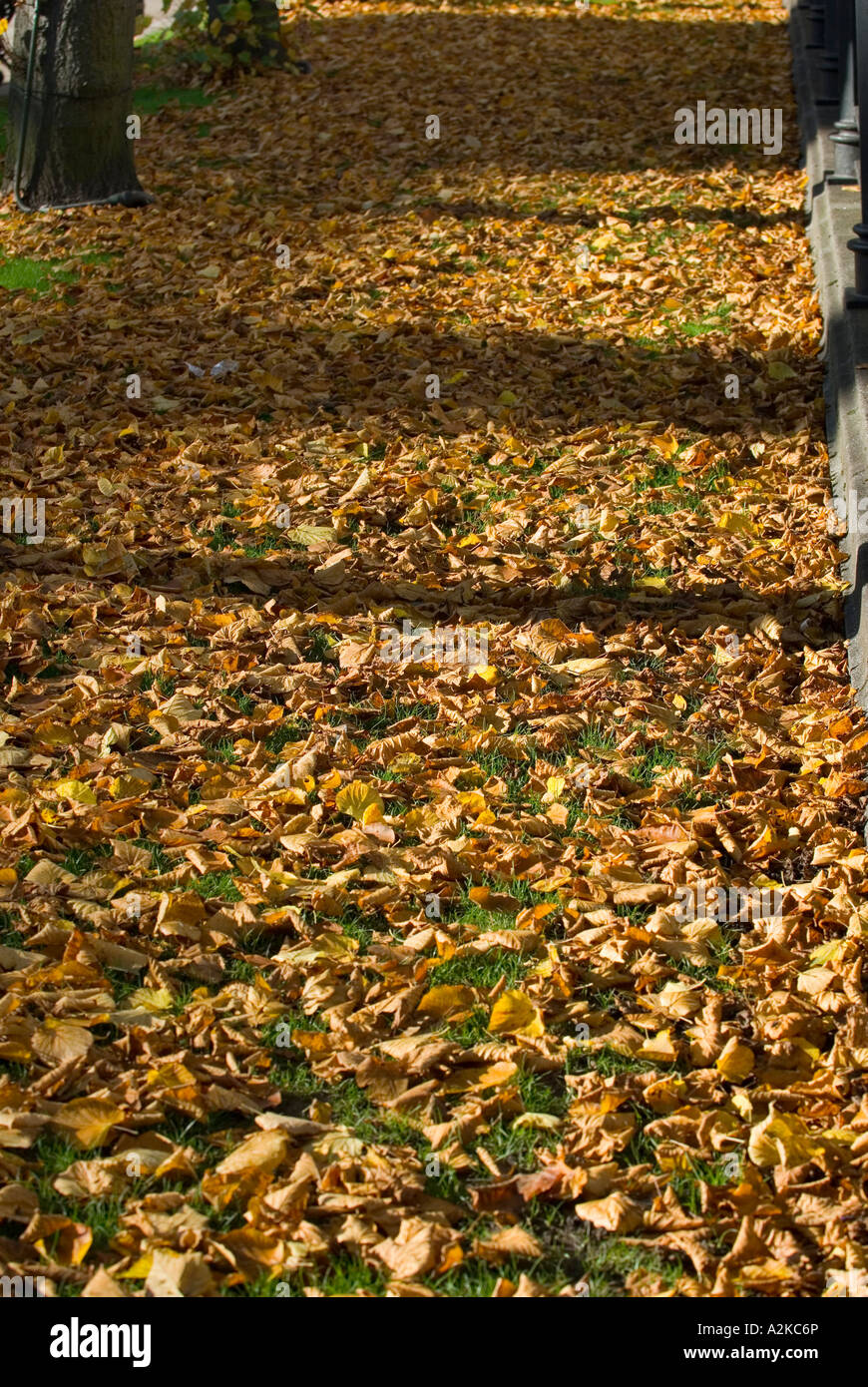 Autumn Belfast Northern Ireland Stock Photo - Alamy