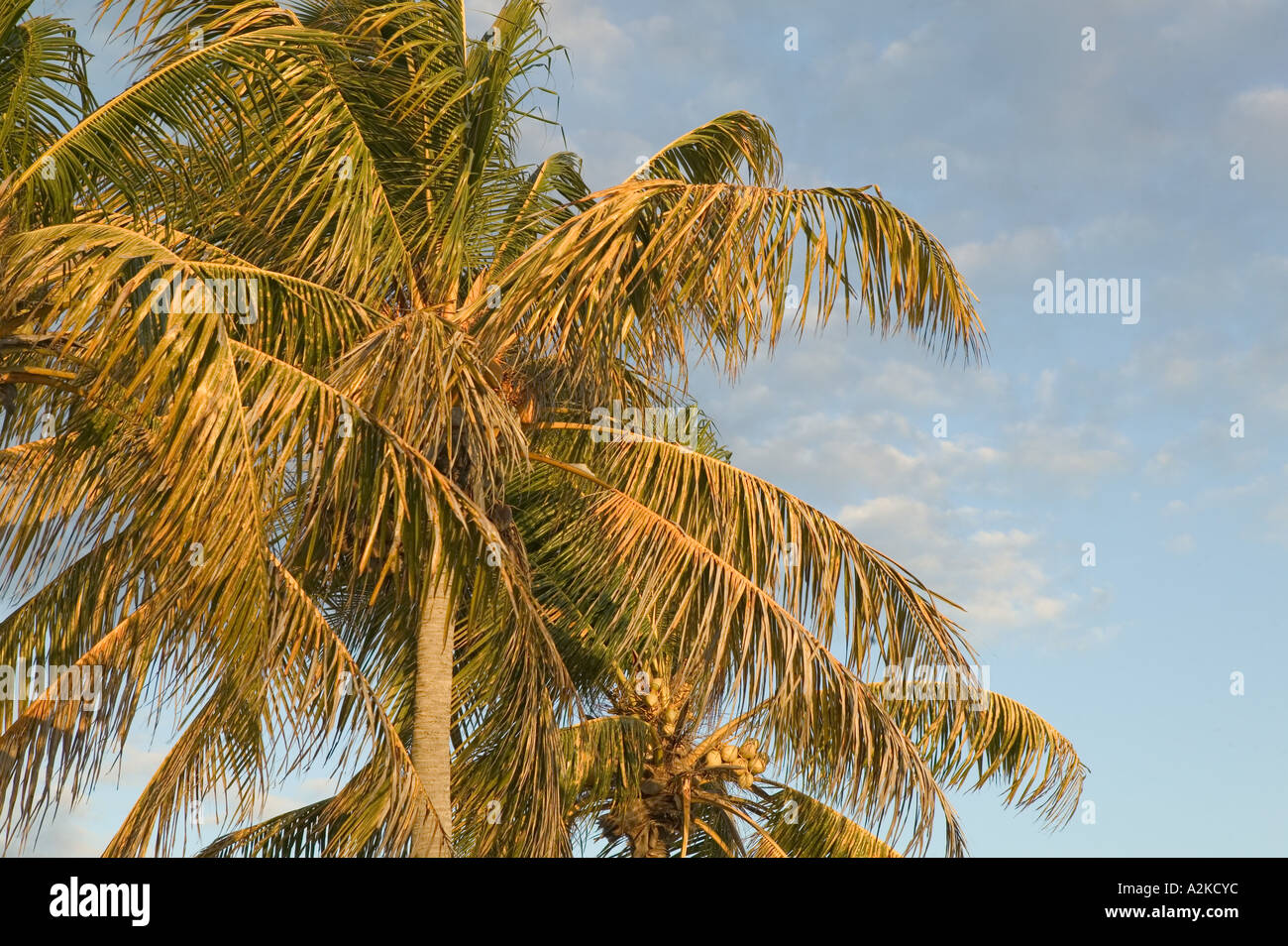Caribbean, TURKS & CAICOS, Providenciales Island, Leeward: Palm Tree ...