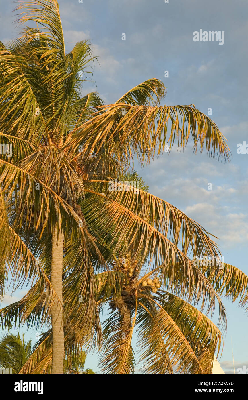 Caribbean, TURKS & CAICOS, Providenciales Island, Leeward: Palm Tree ...