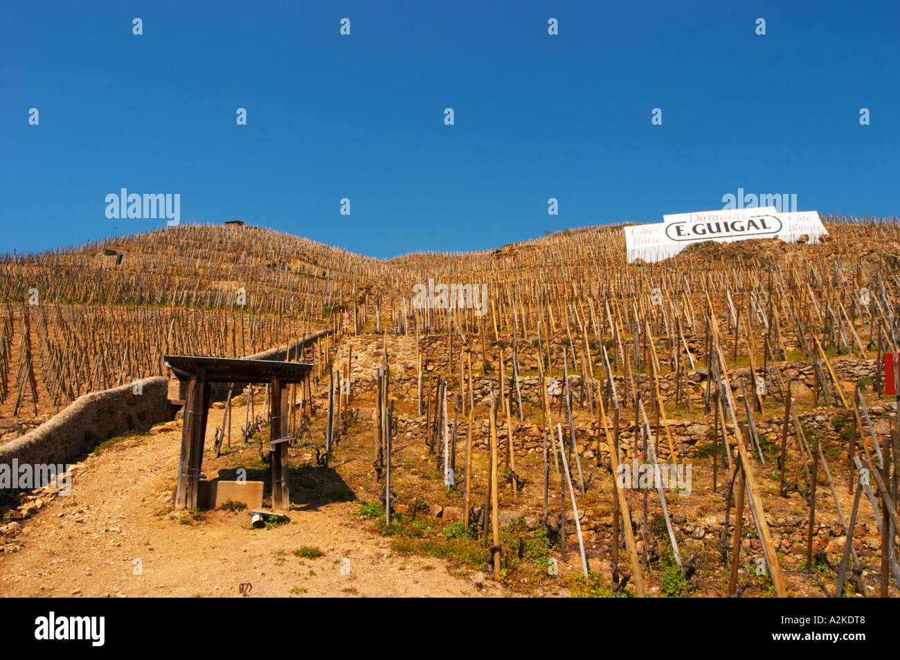 Graphic geometric vineyard with vines trained in 'en echalat' with ...