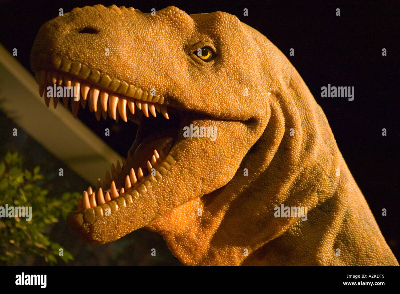 Albertosaurus teeth hi-res stock photography and images - Alamy