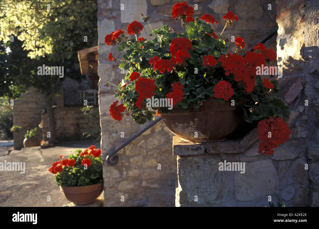 Geranium toscana hi-res stock photography and images - Alamy