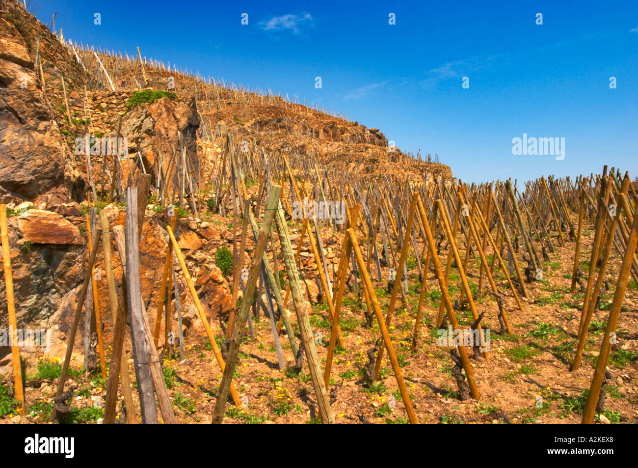 Syrah vines winter pruned trained in 'en echalat', with supporting ...