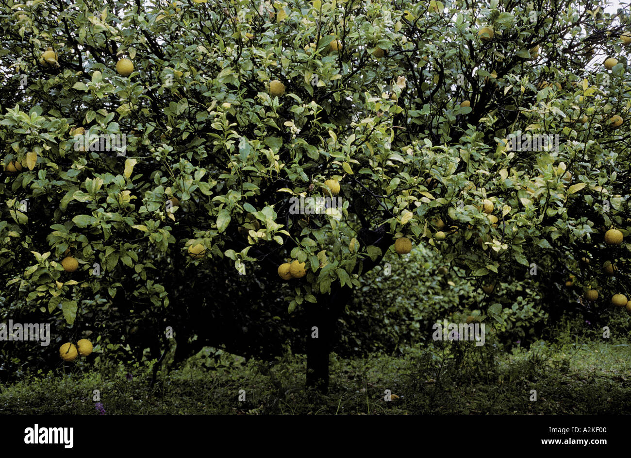 S gregorio hi-res stock photography and images - Alamy