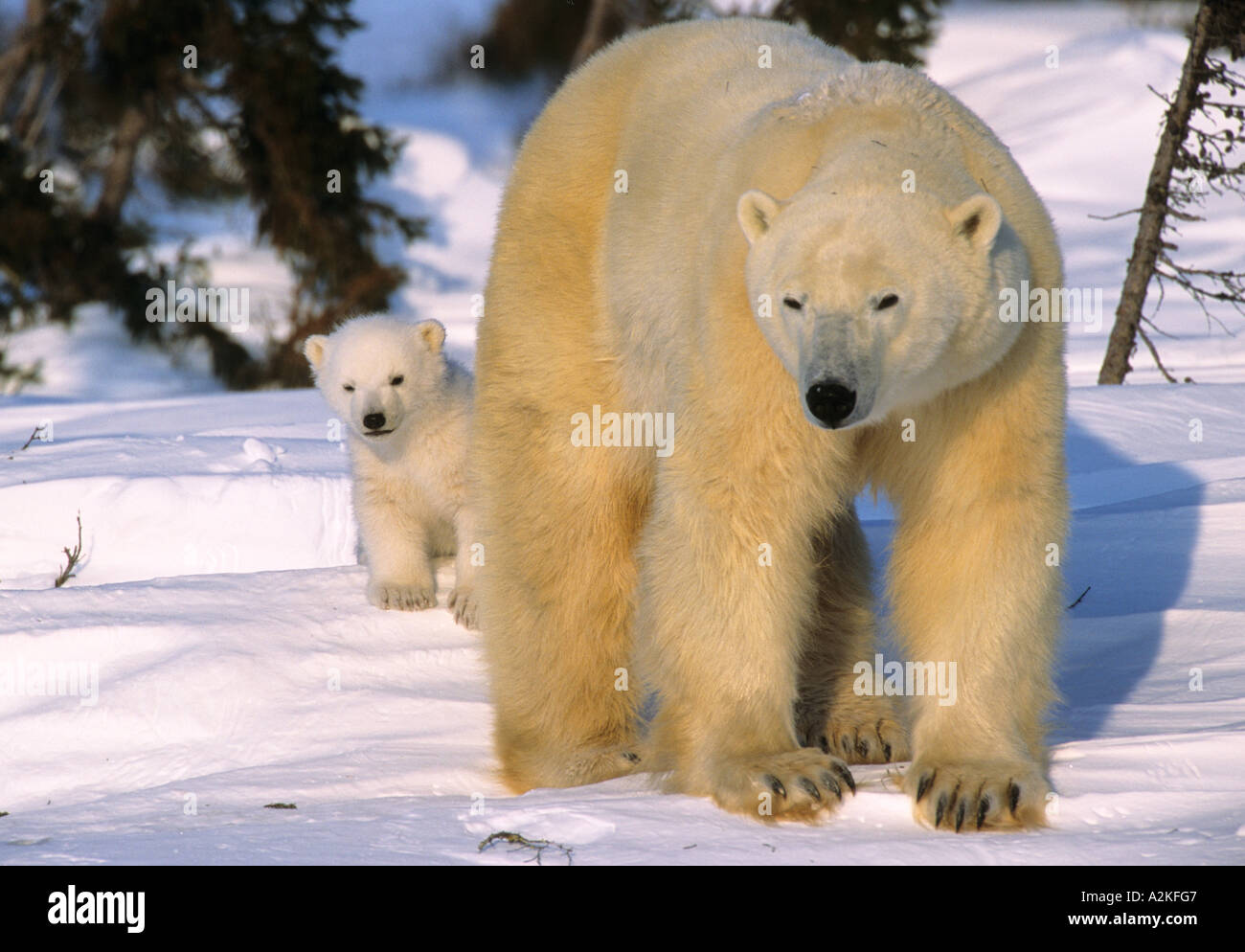 Female Polar Bear Standing with one cub or coy behind, Canada, Manitoba ...