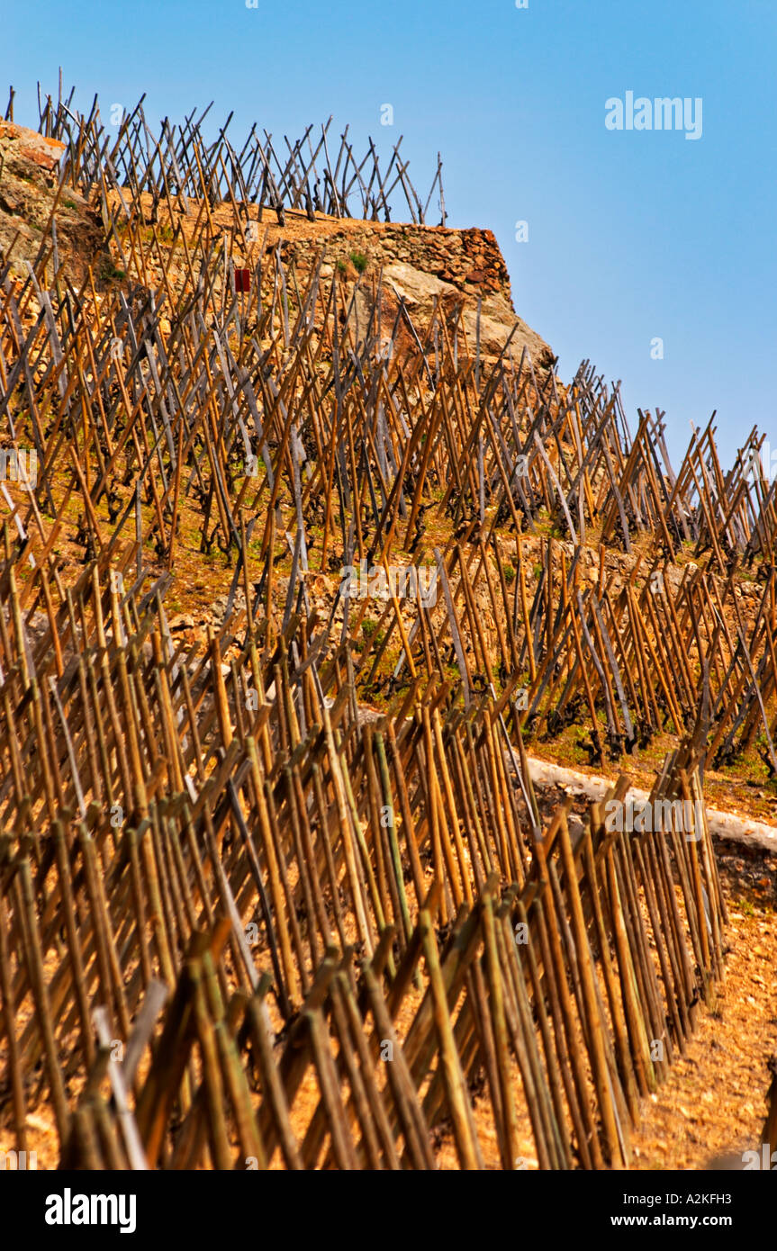 Graphic geometric vineyard with vines trained in 'en echalat' with ...