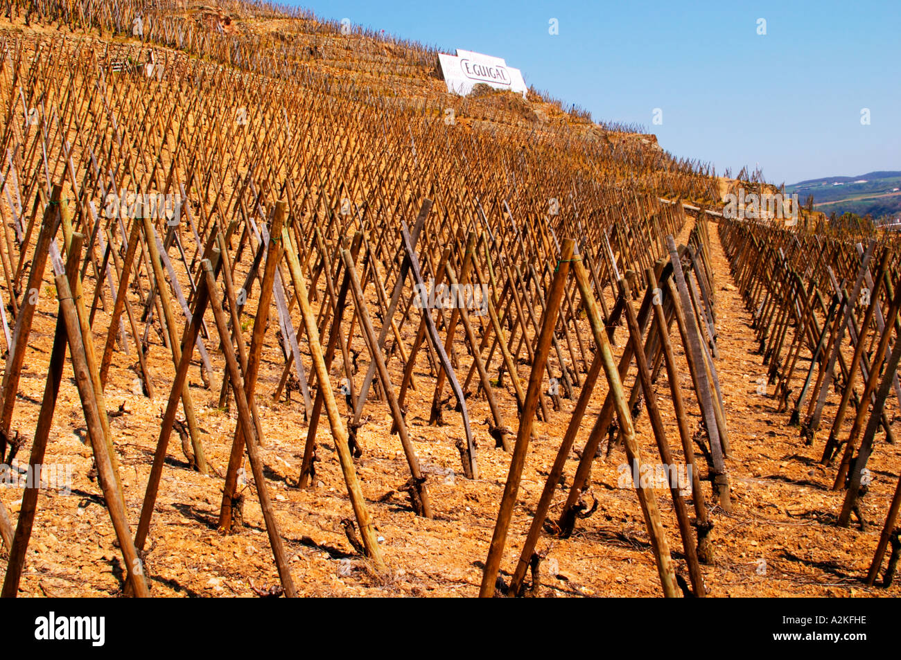 Graphic geometric vineyard with vines trained in 'en echalat' with ...