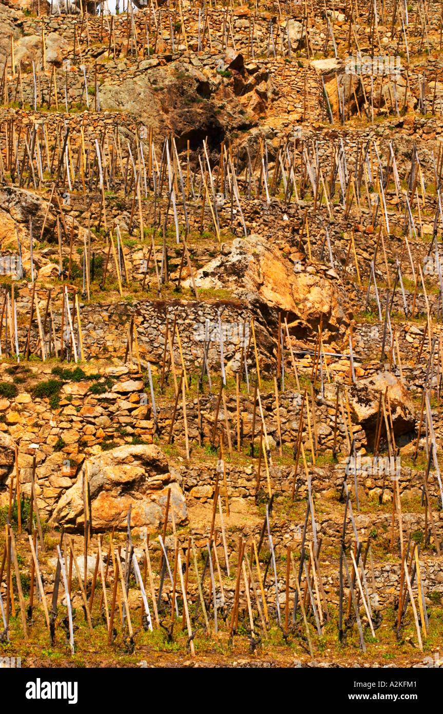 Graphic geometric vineyard with vines trained in 'en echalat' with ...